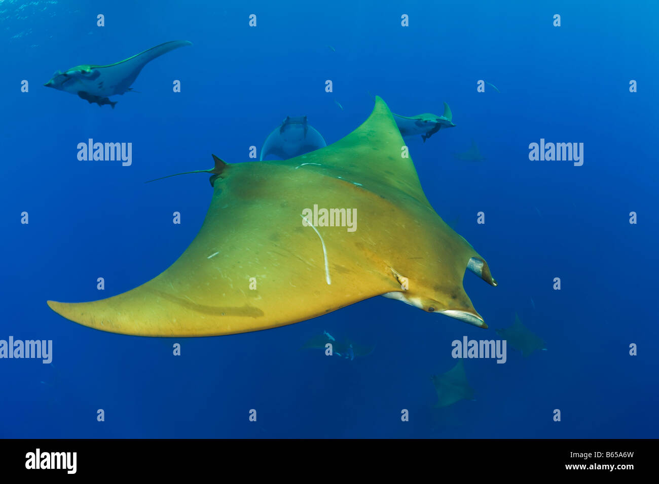 Sicklefin Mobulas Mobula tarapacana Azores Princess Alice Bank Atlantic ...