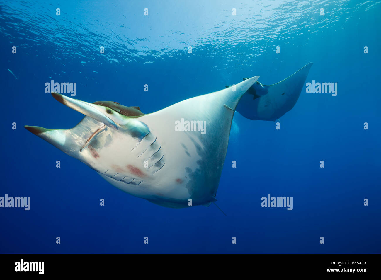 Sicklefin Mobula Mobula tarapacana Azores Princess Alice Bank Atlantic ...