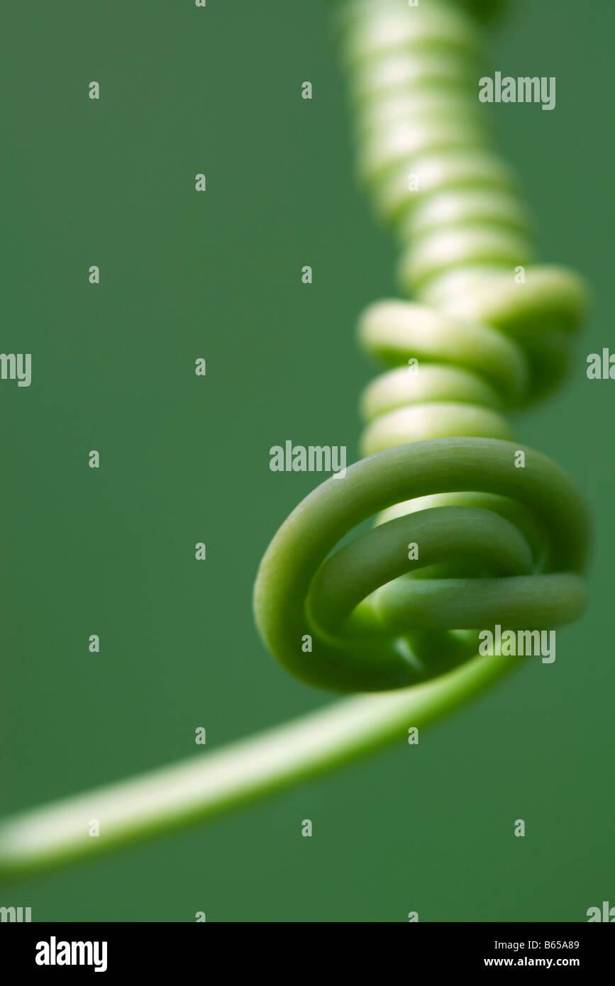 Coiled vine tendril, extreme close-up Stock Photo - Alamy