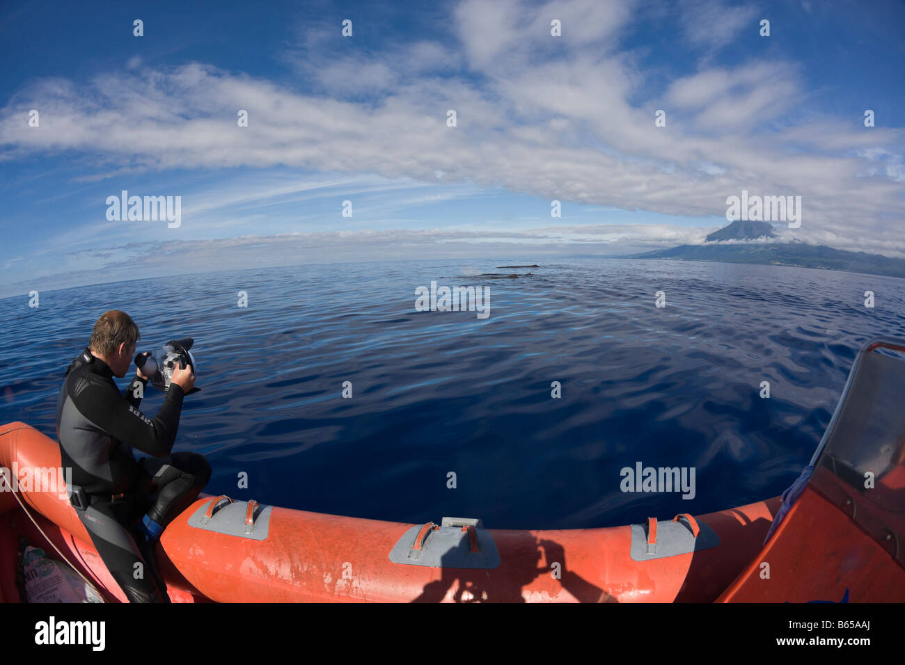 Tourist at Whale watching Tour Azores Atlantic Ocean Portugal Stock ...