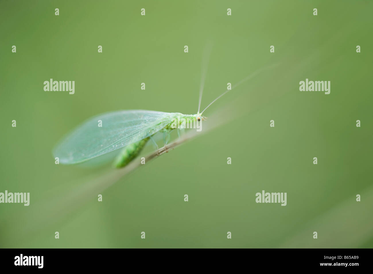 Green Lacewing bug resting on blade of grass Stock Photo - Alamy