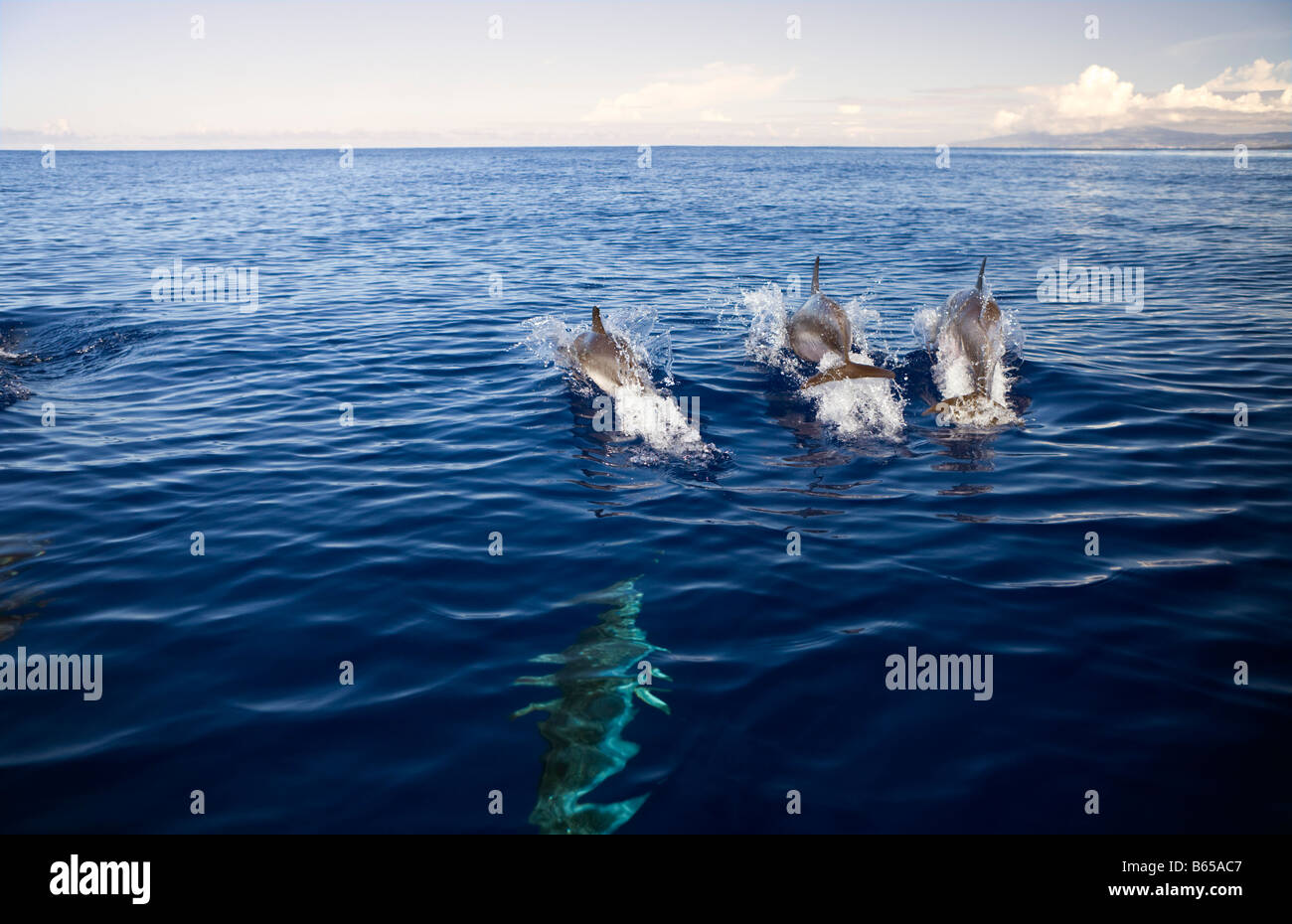 Atlantic spotted dolphins hi-res stock photography and images - Alamy