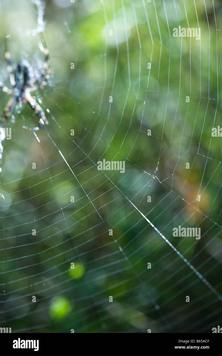 Large spider web with spider waiting in center Stock Photo - Alamy