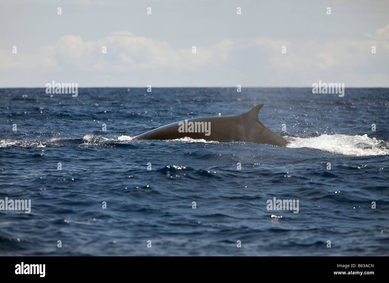 Fin Whale Balaenoptera physalus Azores Atlantic Ocean Portugal Stock ...