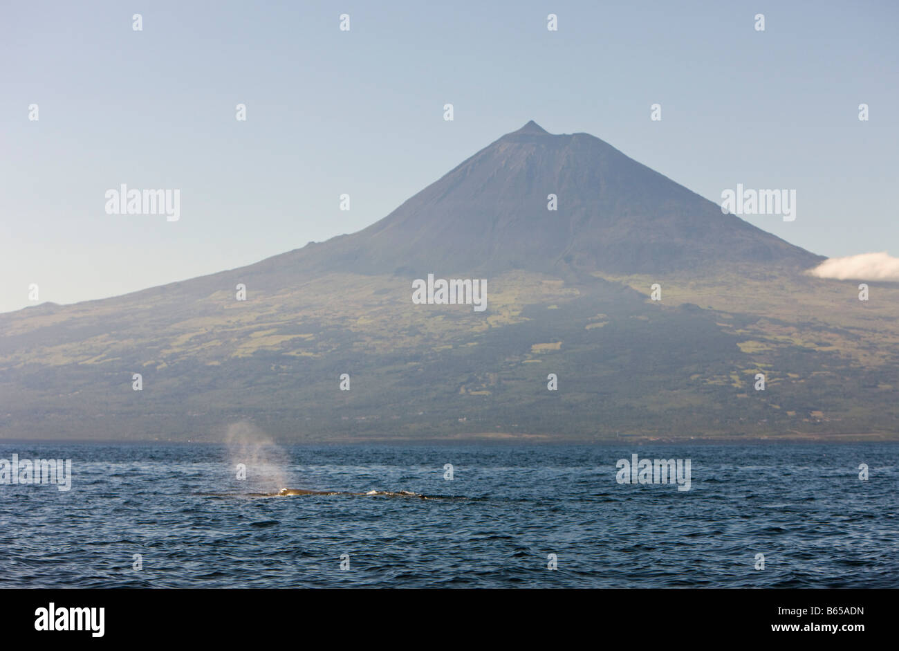 Sperm Whale at Water Surface Physeter catodon Azores Atlantic Ocean ...