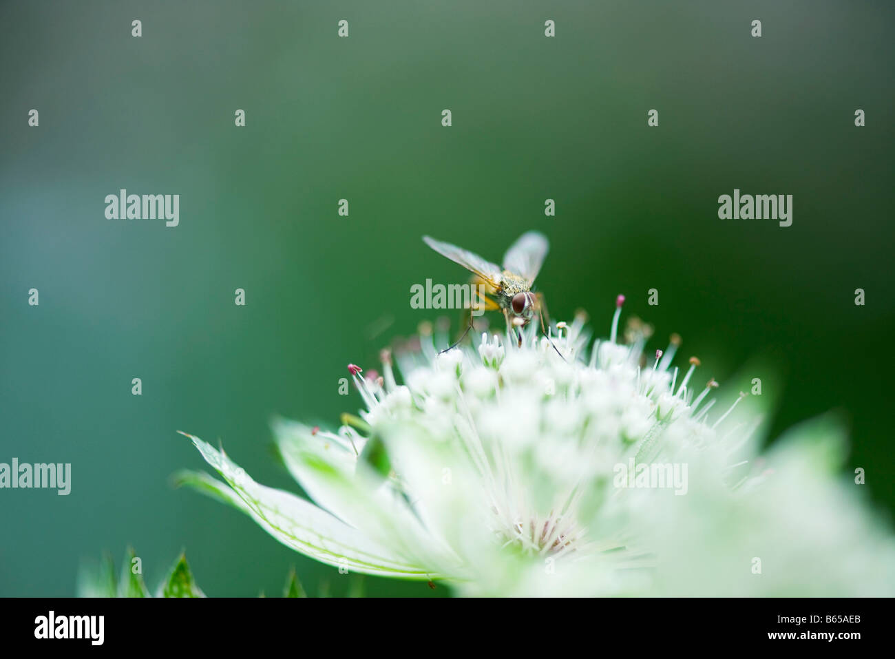 Maggot fly (tachinid) perched on white flower Stock Photo - Alamy