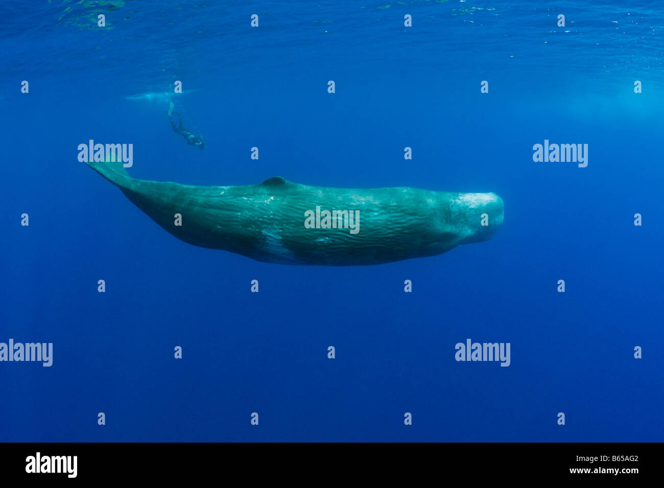 Sperm Whale and Photographer Physeter catodon Azores Atlantic Ocean ...
