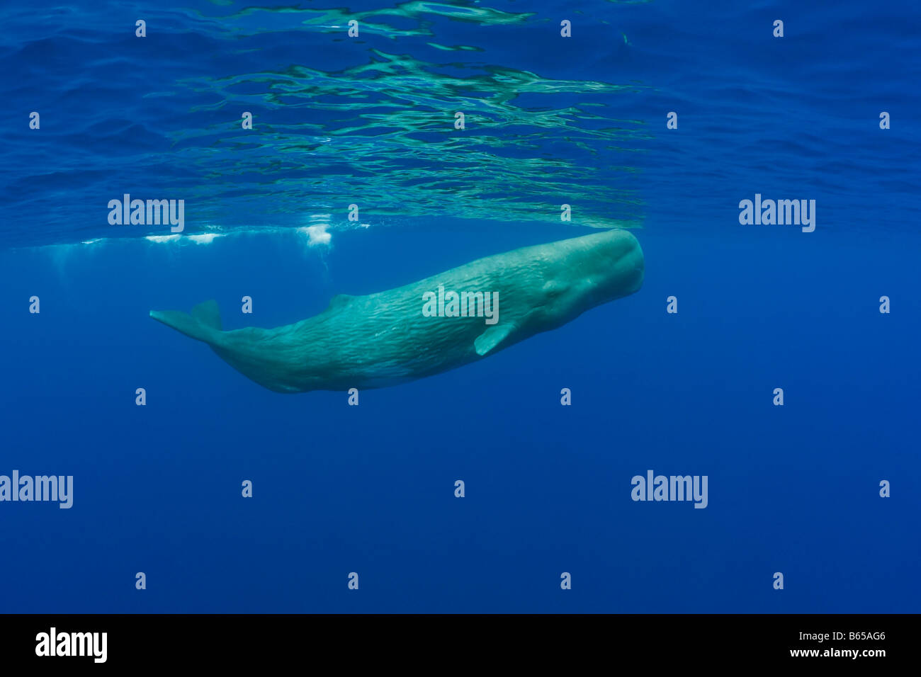 Sperm Whale Physeter catodon Azores Atlantic Ocean Portugal Stock Photo ...