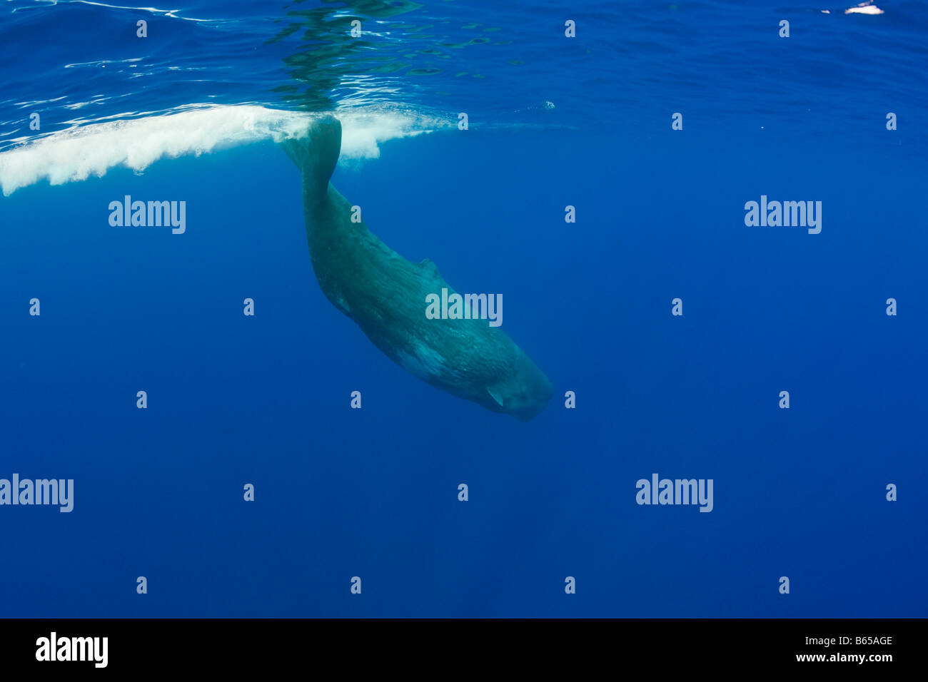 Sperm Whale Physeter catodon Azores Atlantic Ocean Portugal Stock Photo ...