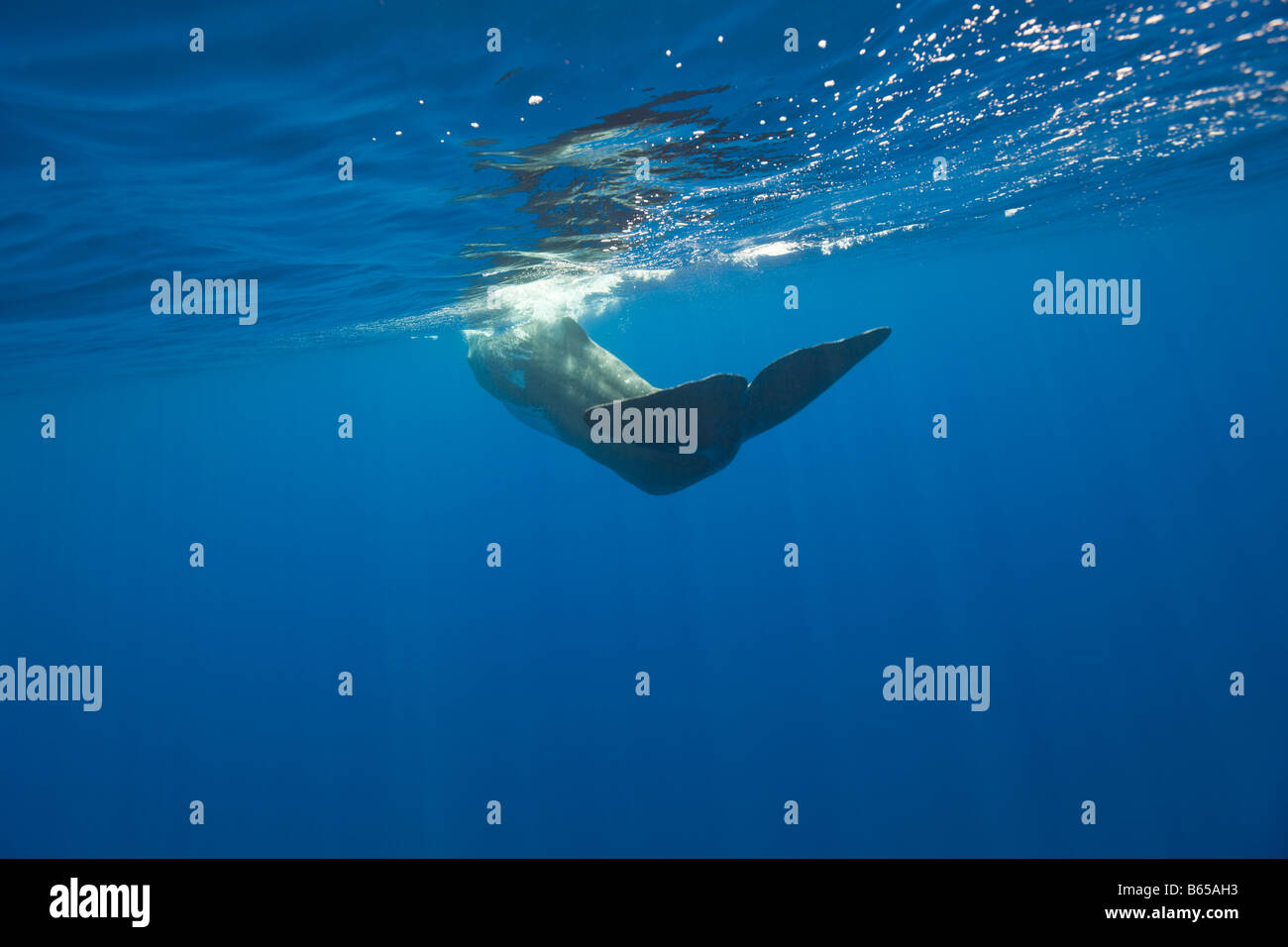 Sperm Whale Physeter Macrocephalus Physeteridae Mammalia High ...