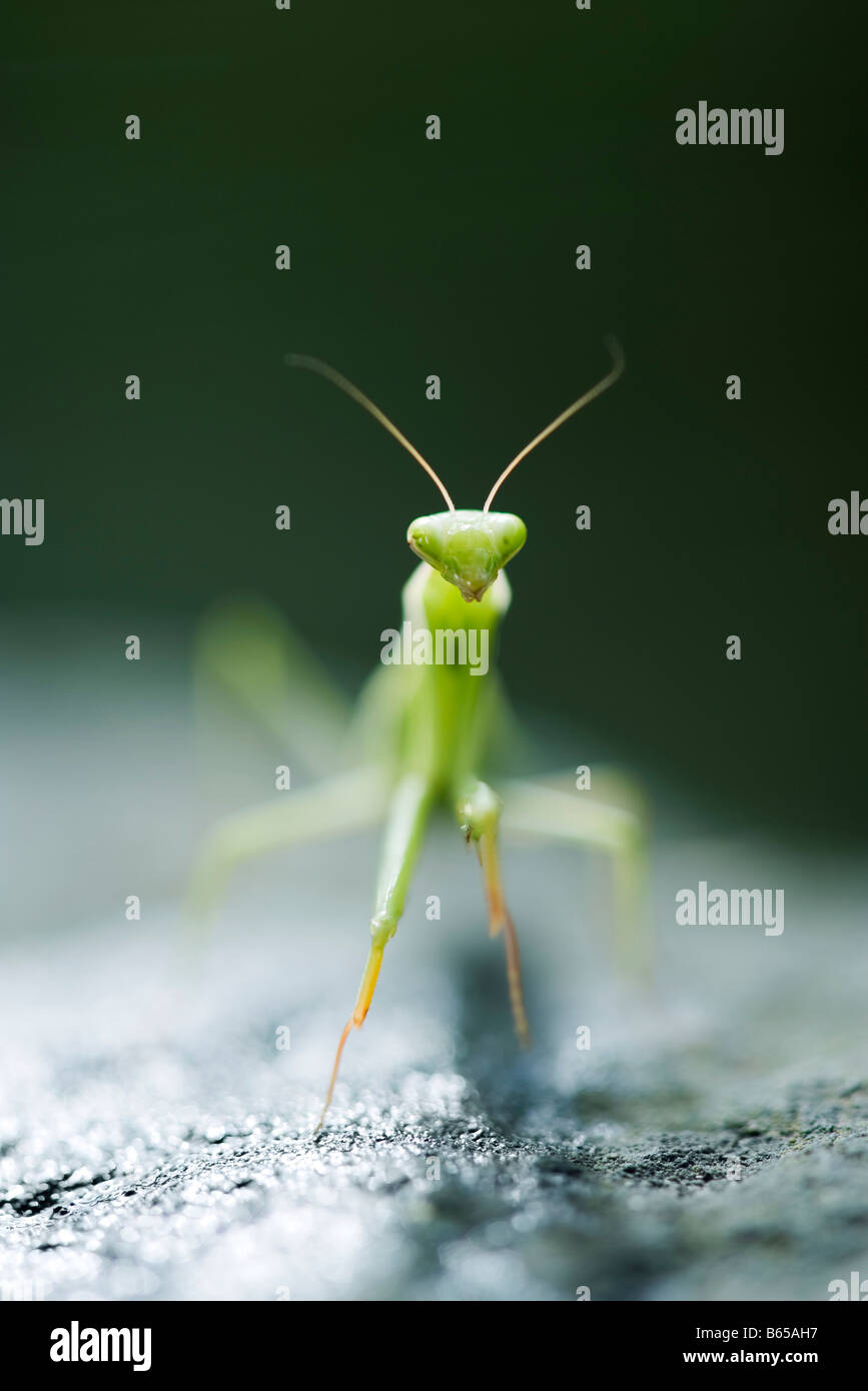 Praying mantis, front view Stock Photo - Alamy