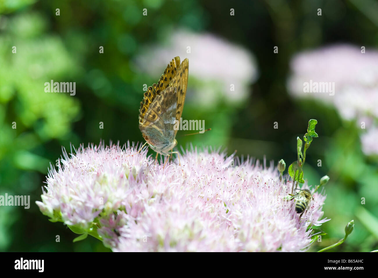 Variegated fritillary butterflies hi-res stock photography and images ...
