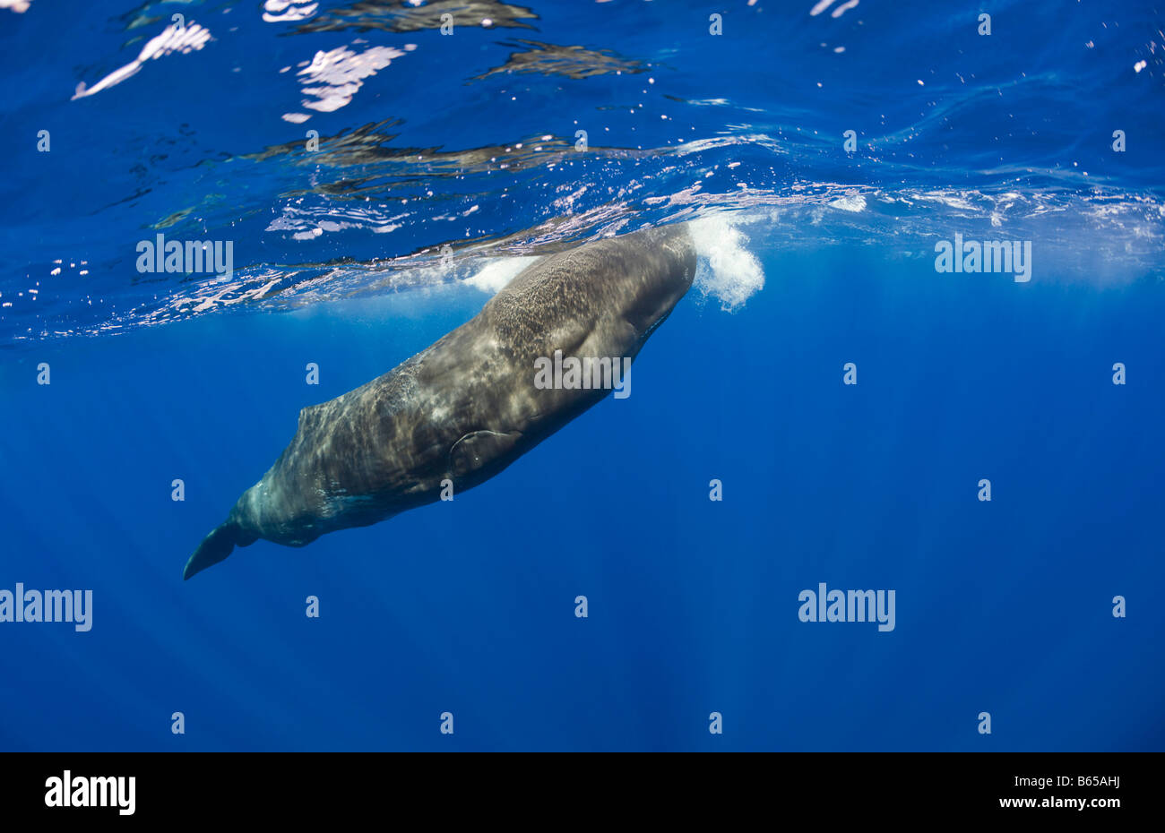 Sperm Whale Physeter catodon Azores Atlantic Ocean Portugal Stock Photo ...
