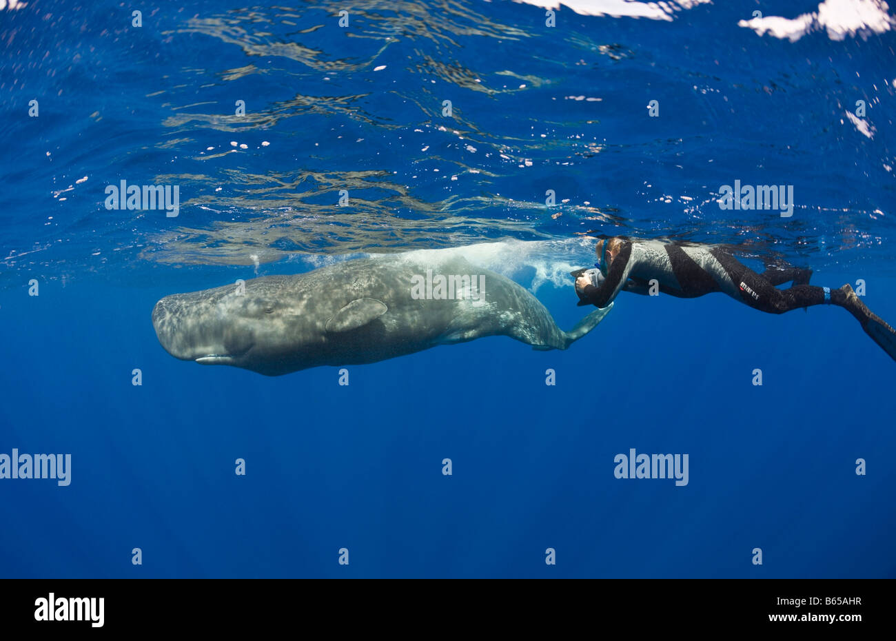 Sperm Whale and Photographer Physeter catodon Azores Atlantic Ocean Portugal Stock Photo - Alamy