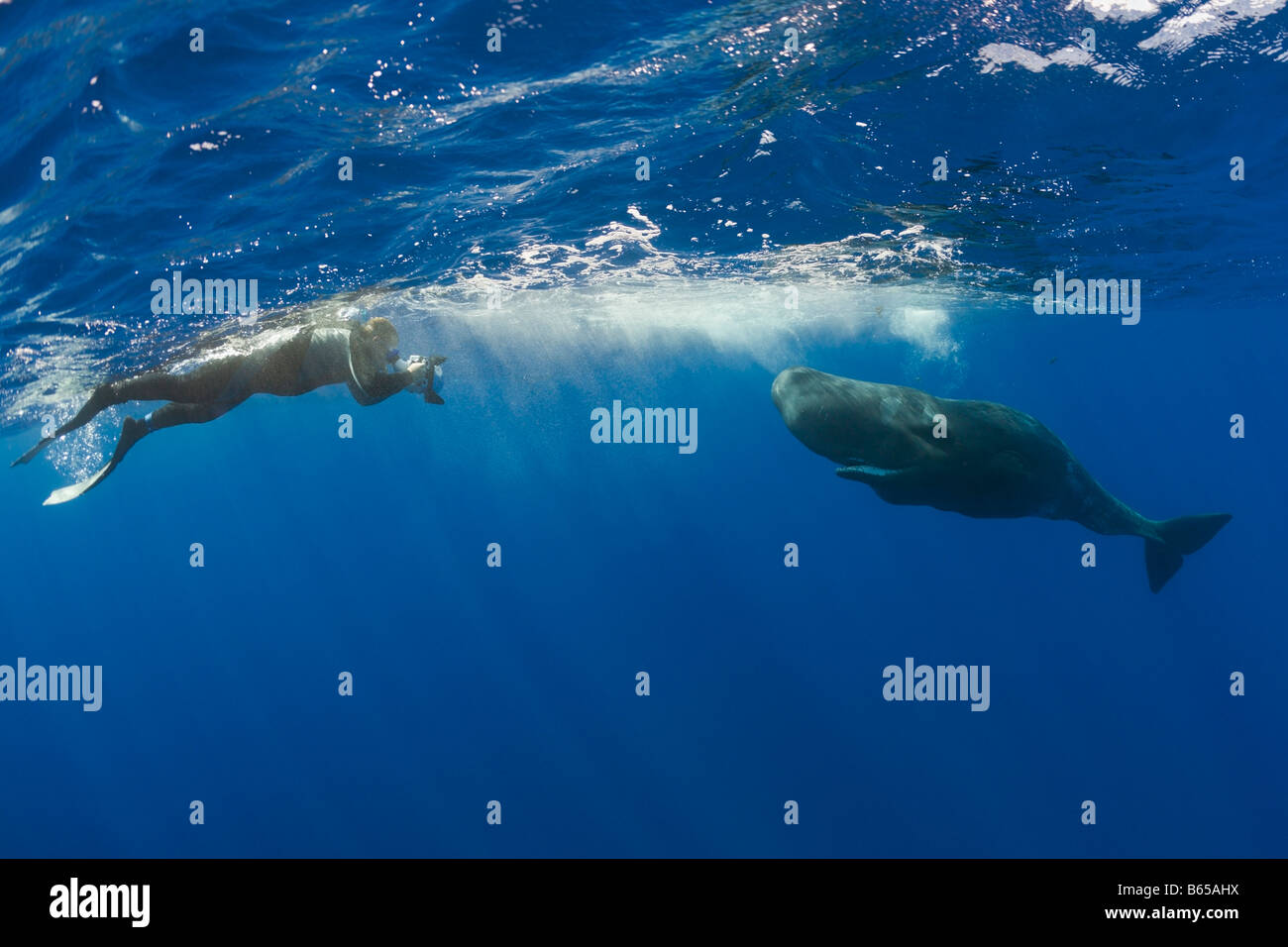 Sperm Whale and Photographer Physeter catodon Azores Atlantic Ocean Portugal Stock Photo - Alamy