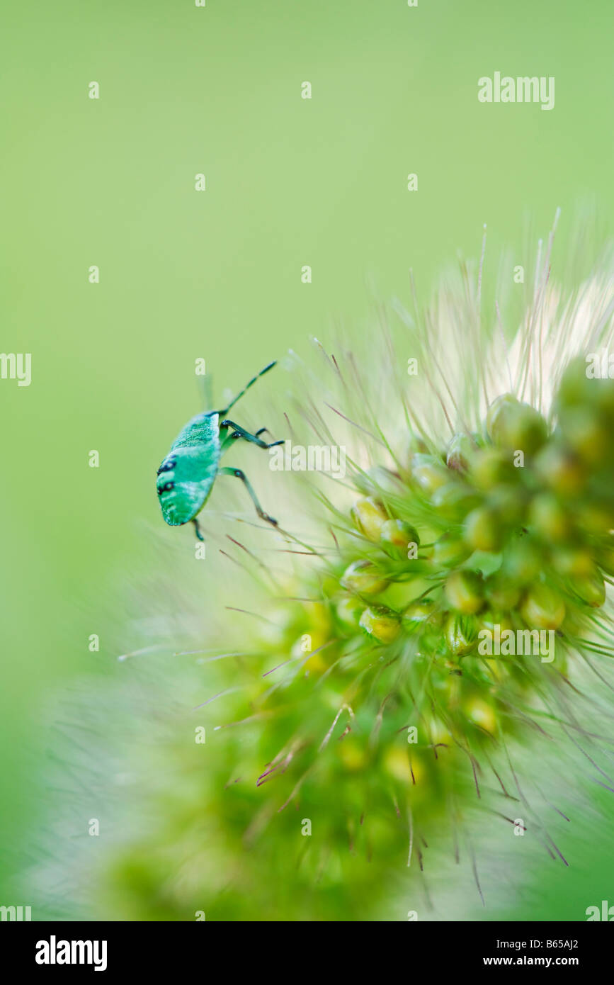 Green Shield bug nymph on flower Stock Photo - Alamy