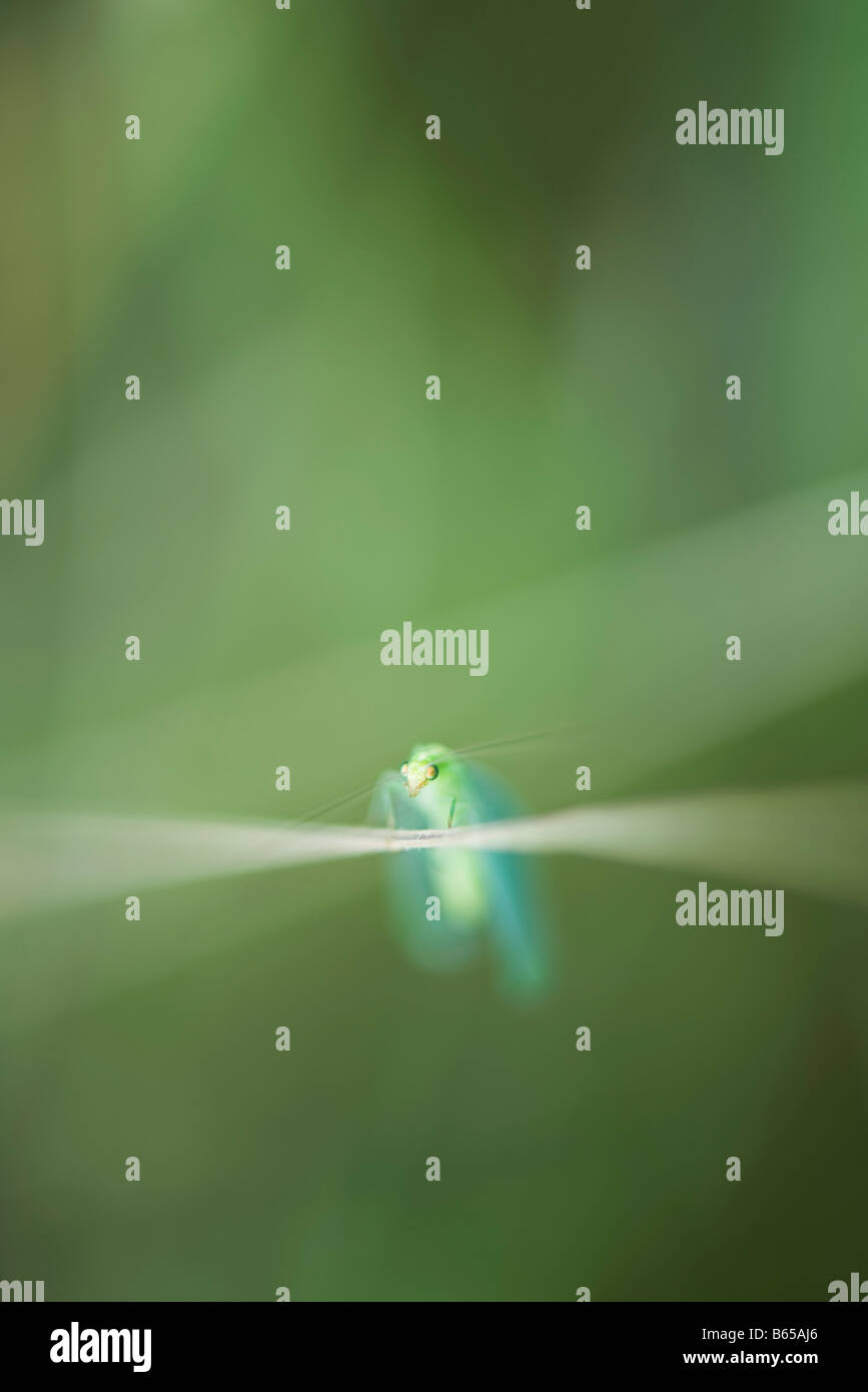 Insect in motion hi-res stock photography and images - Alamy