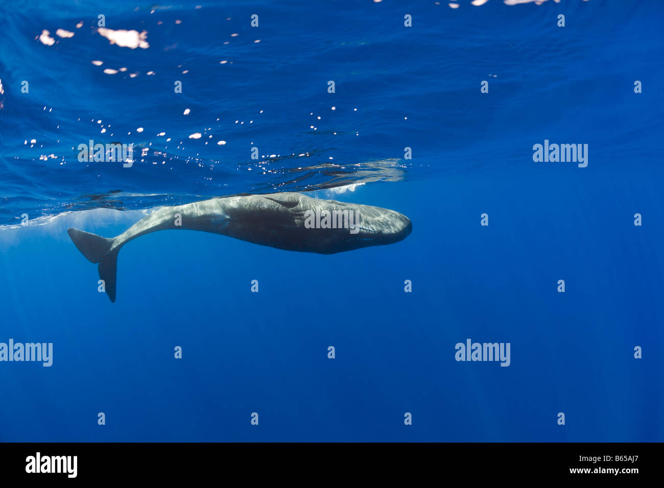 Young Sperm Whale Physeter catodon Azores Atlantic Ocean Portugal Stock ...