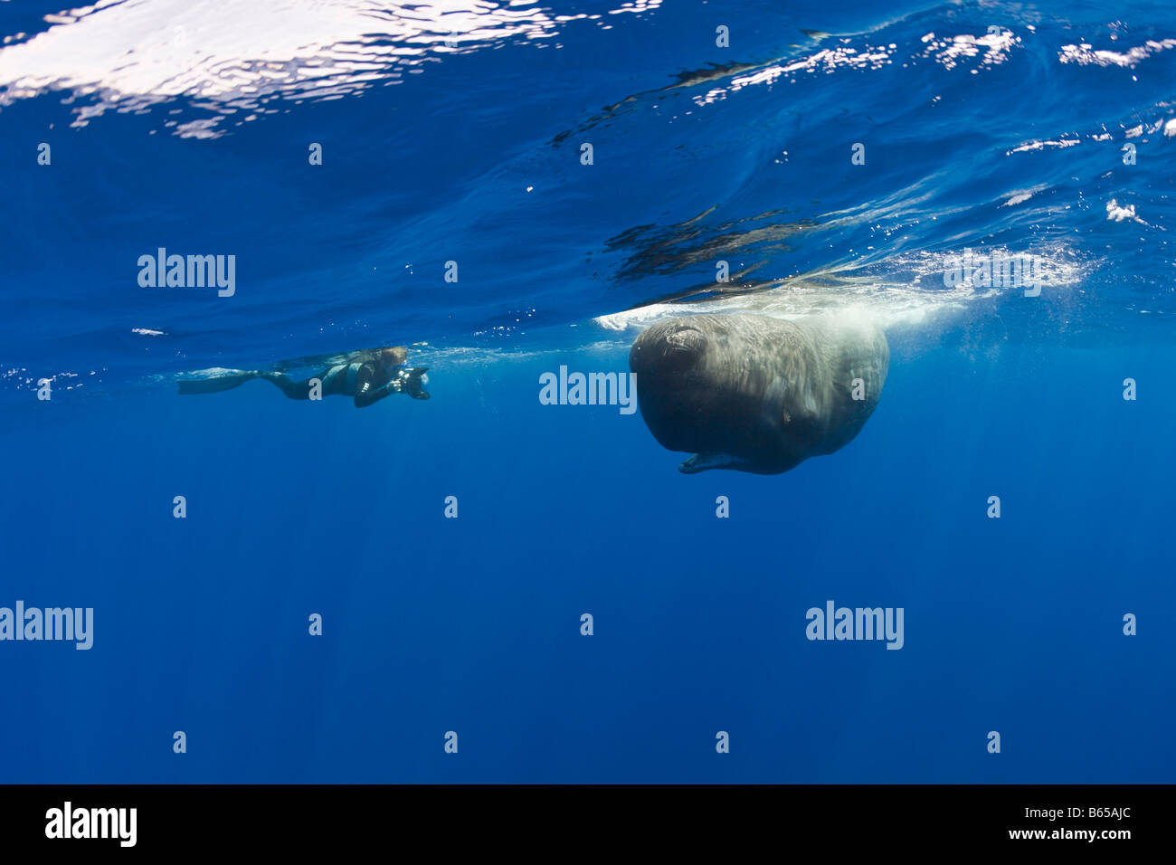 Sperm Whale and Photographer Physeter catodon Azores Atlantic Ocean Portugal Stock Photo - Alamy
