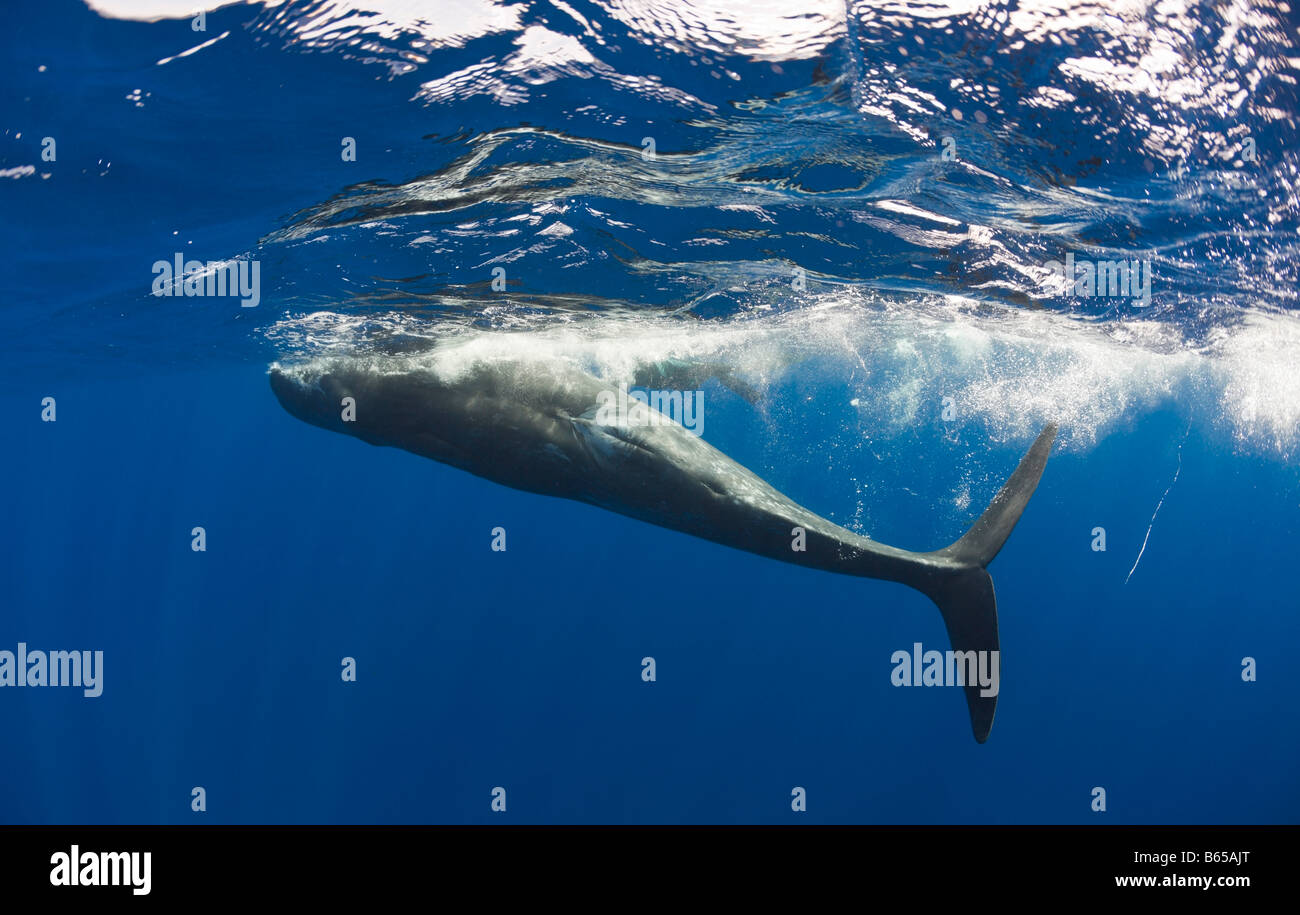 Young Sperm Whale Physeter catodon Azores Atlantic Ocean Portugal Stock ...