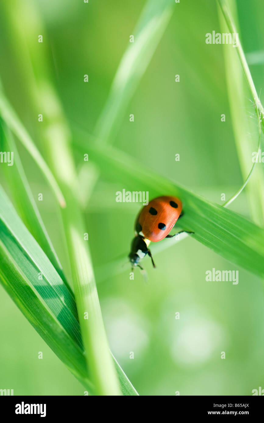 Ladybug crawling on leaf of grass Stock Photo - Alamy