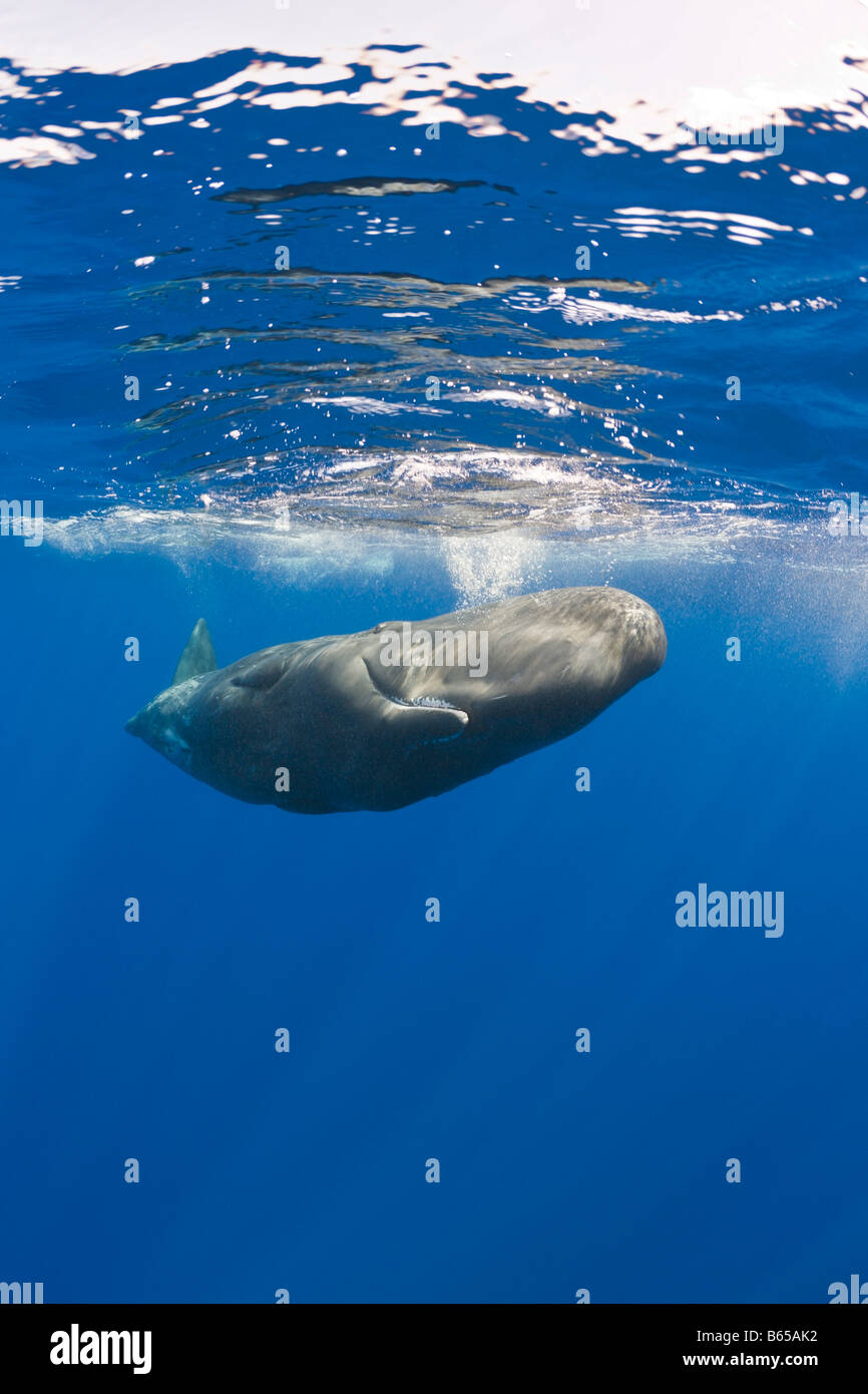 Young Sperm Whale Physeter catodon Azores Atlantic Ocean Portugal Stock ...