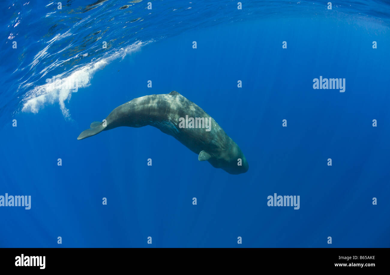 Sperm whale underwater hi-res stock photography and images - Alamy