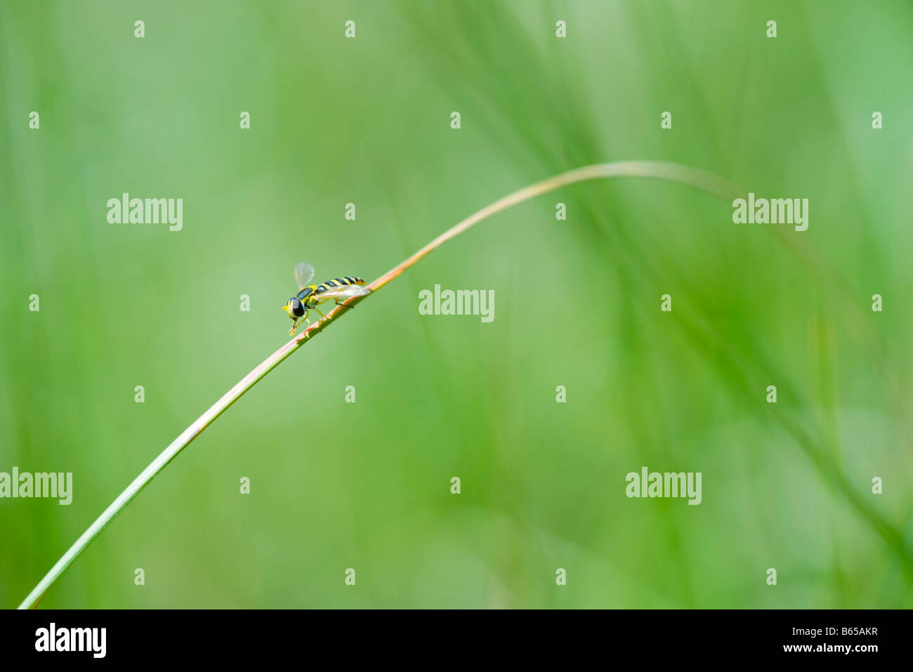 Female hoverfly (sphaerophoria). perched atop bent stem of tall grass ...