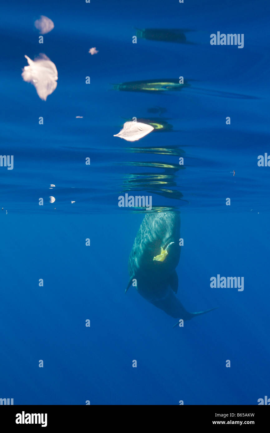 Sperm Whale plays with Plastic Waste Physeter catodon Azores Atlantic ...