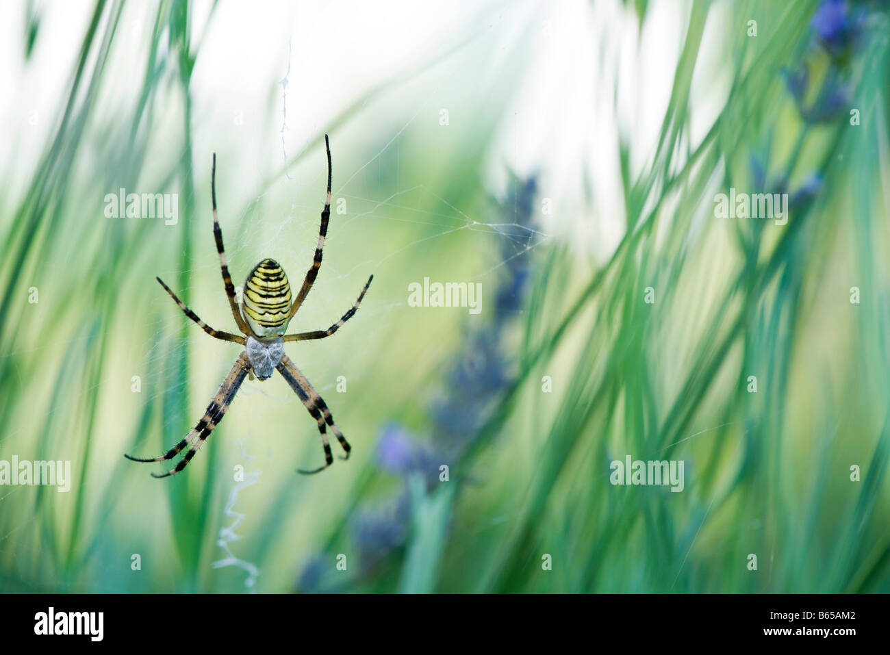 Large Argiope spider in center of it's web spun between flower stalks ...