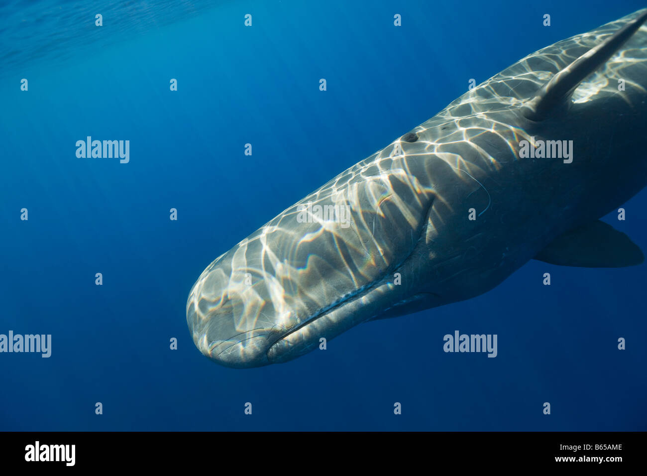 Sperm Whale Physeter catodon Azores Atlantic Ocean Portugal Stock Photo ...