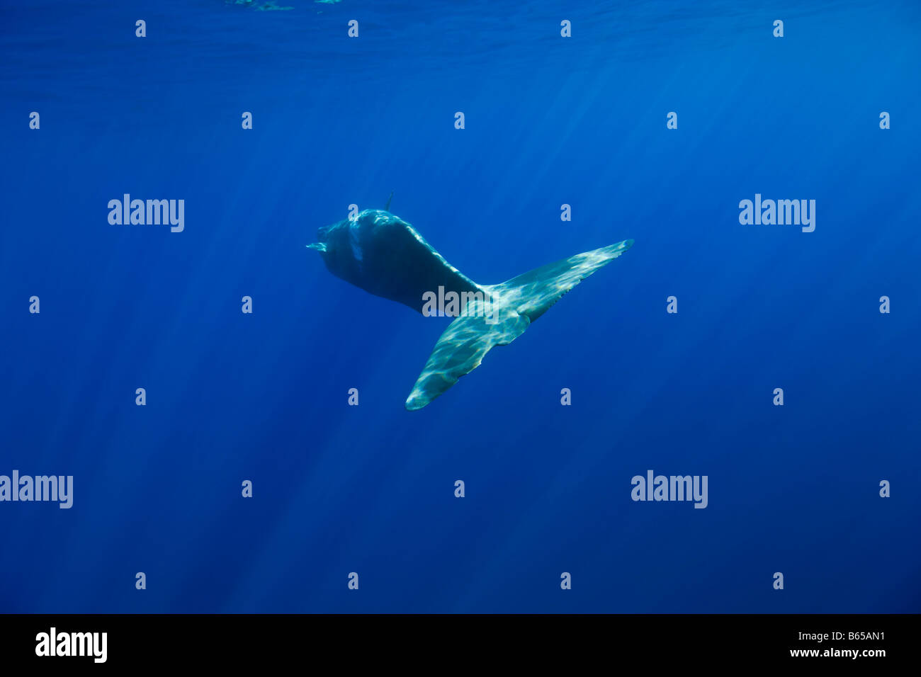 Sperm Whale Physeter Macrocephalus Physeteridae Mammalia High ...