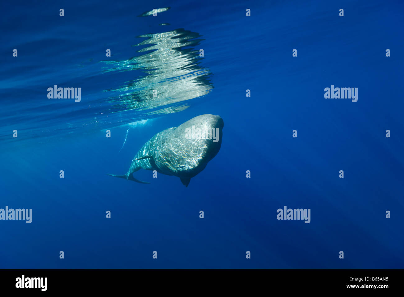 Sperm Whale Physeter catodon Azores Atlantic Ocean Portugal Stock Photo ...