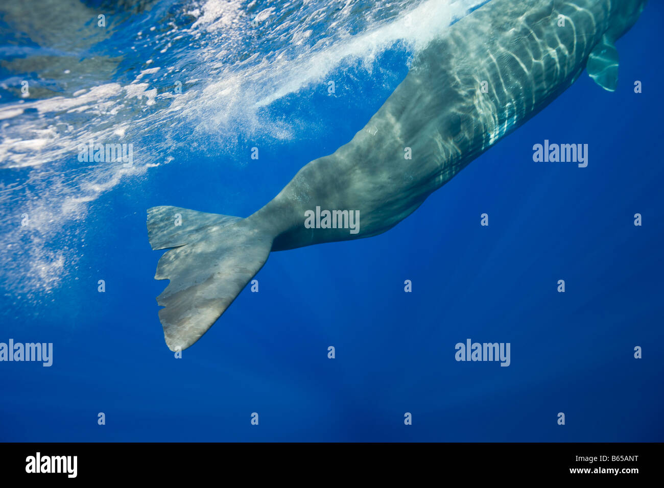Underwater sperm whales hi-res stock photography and images - Alamy