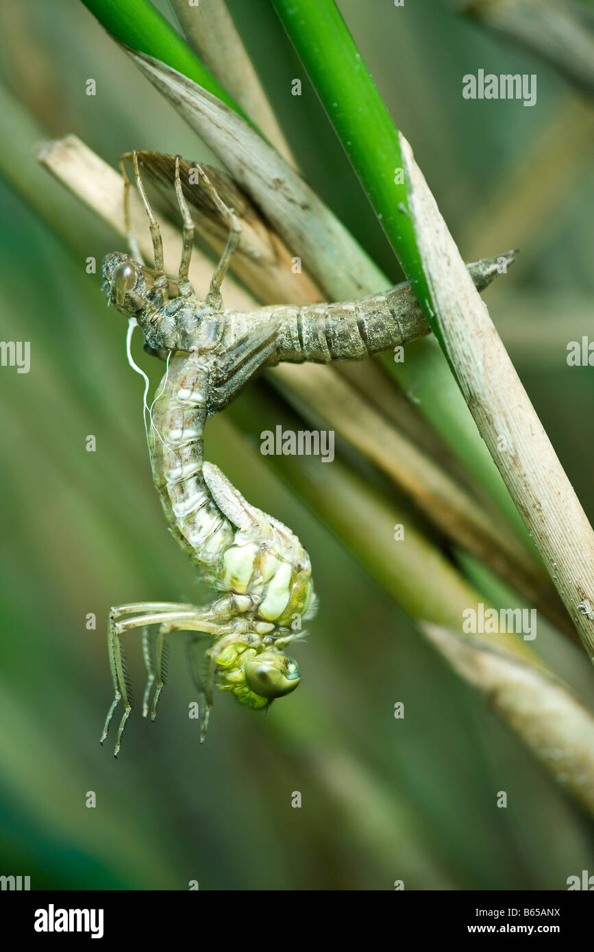 Molting dragonfly emerging from discarded exoskeleton Stock Photo - Alamy