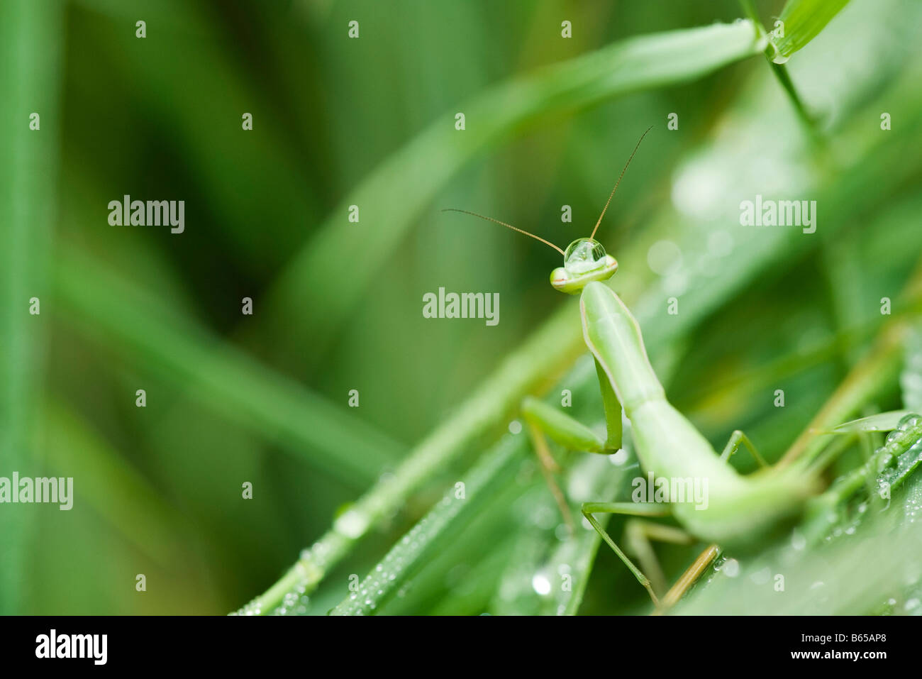 Praying Mantis blending in with it's green environment, hunting prey ...