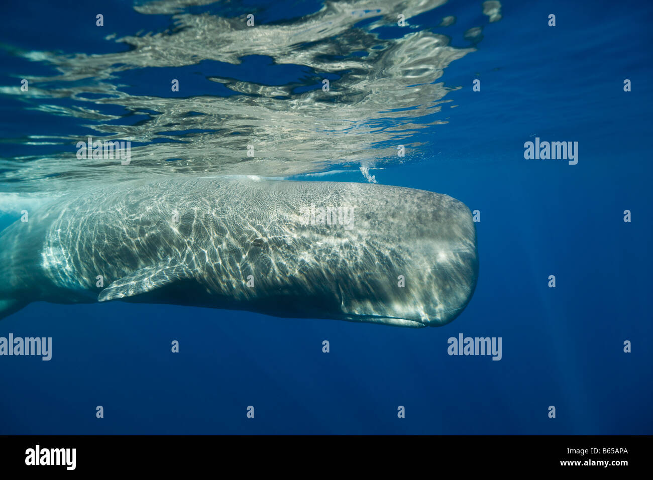 Sperm Whale Physeter catodon Azores Atlantic Ocean Portugal Stock Photo ...