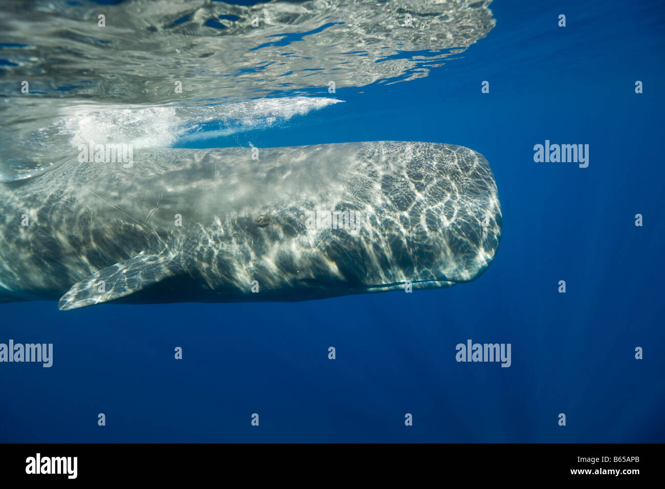 Sperm Whale Physeter catodon Azores Atlantic Ocean Portugal Stock Photo ...