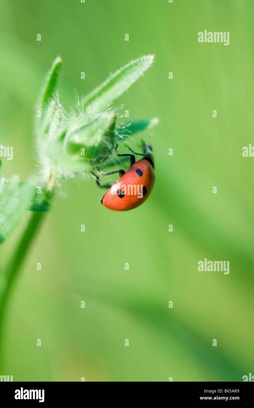 Ladybug crawling around open leaf bud Stock Photo - Alamy
