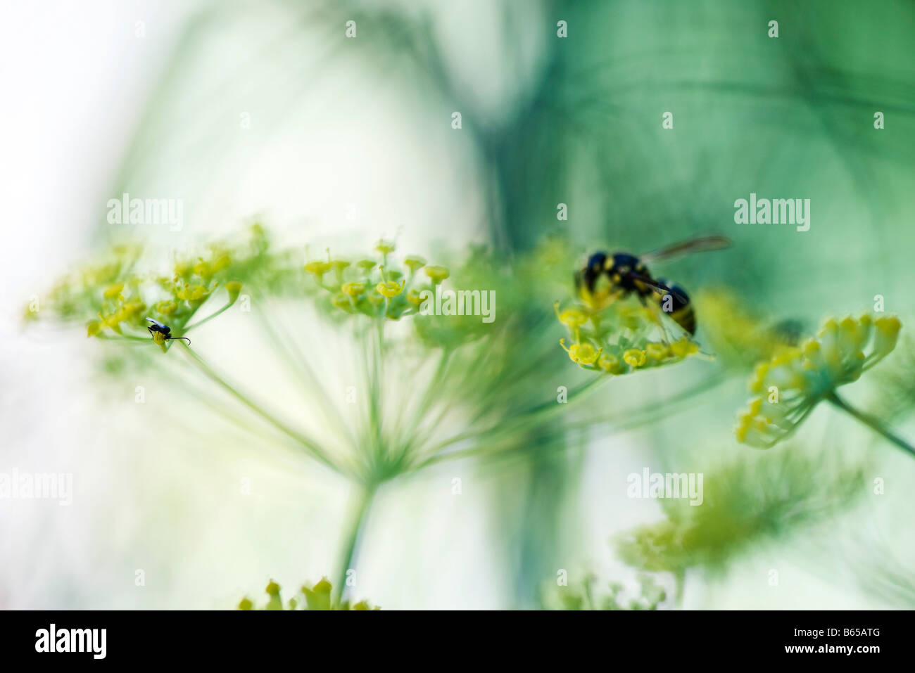 Hoverfly gathering pollen from yellow flowers Stock Photo - Alamy