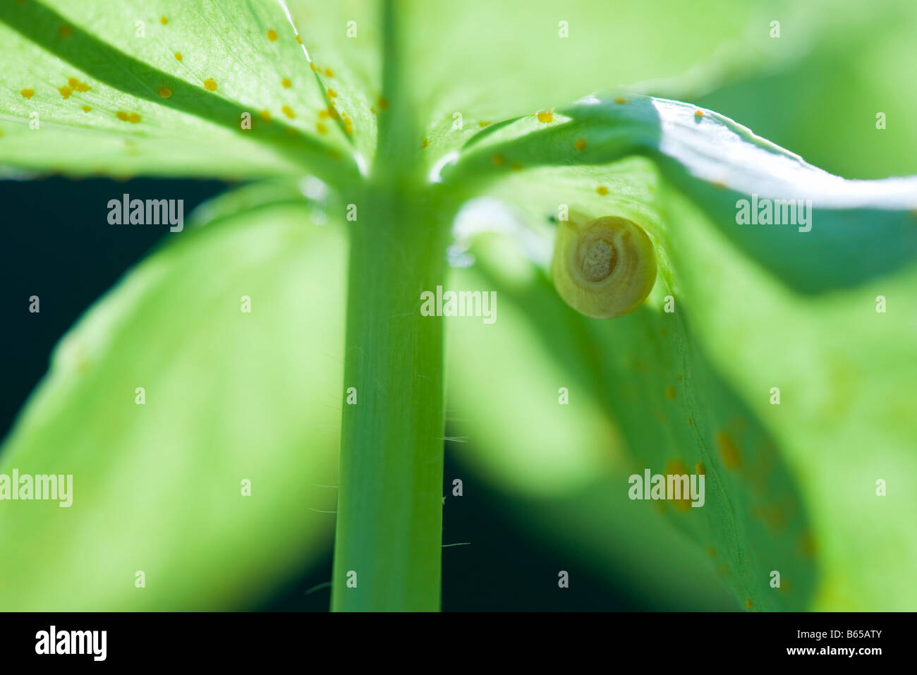Snail stuck to underside of leaf dusted with yellow pollen Stock Photo ...