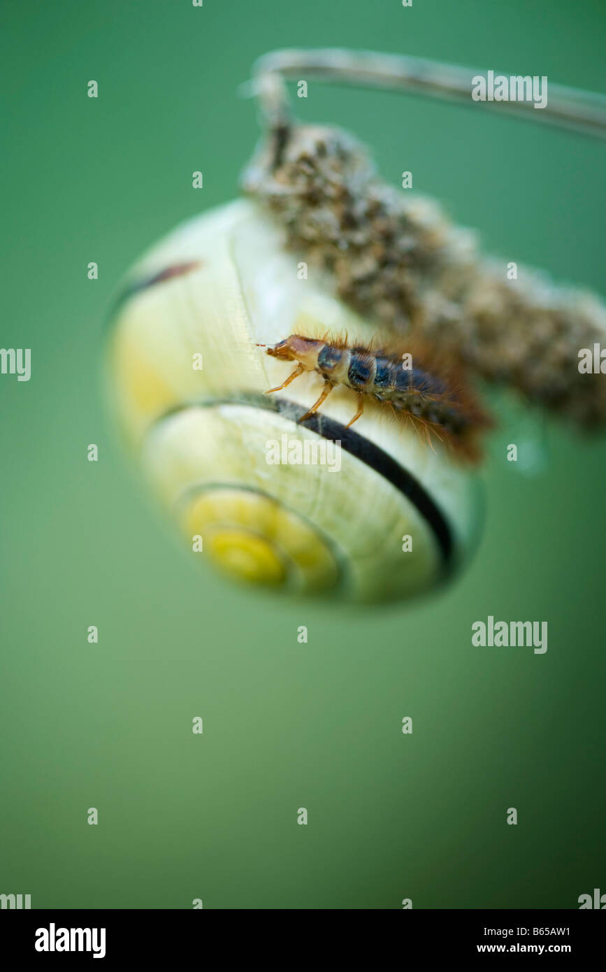 White-lipped snail with insect crawling on its shell Stock Photo - Alamy