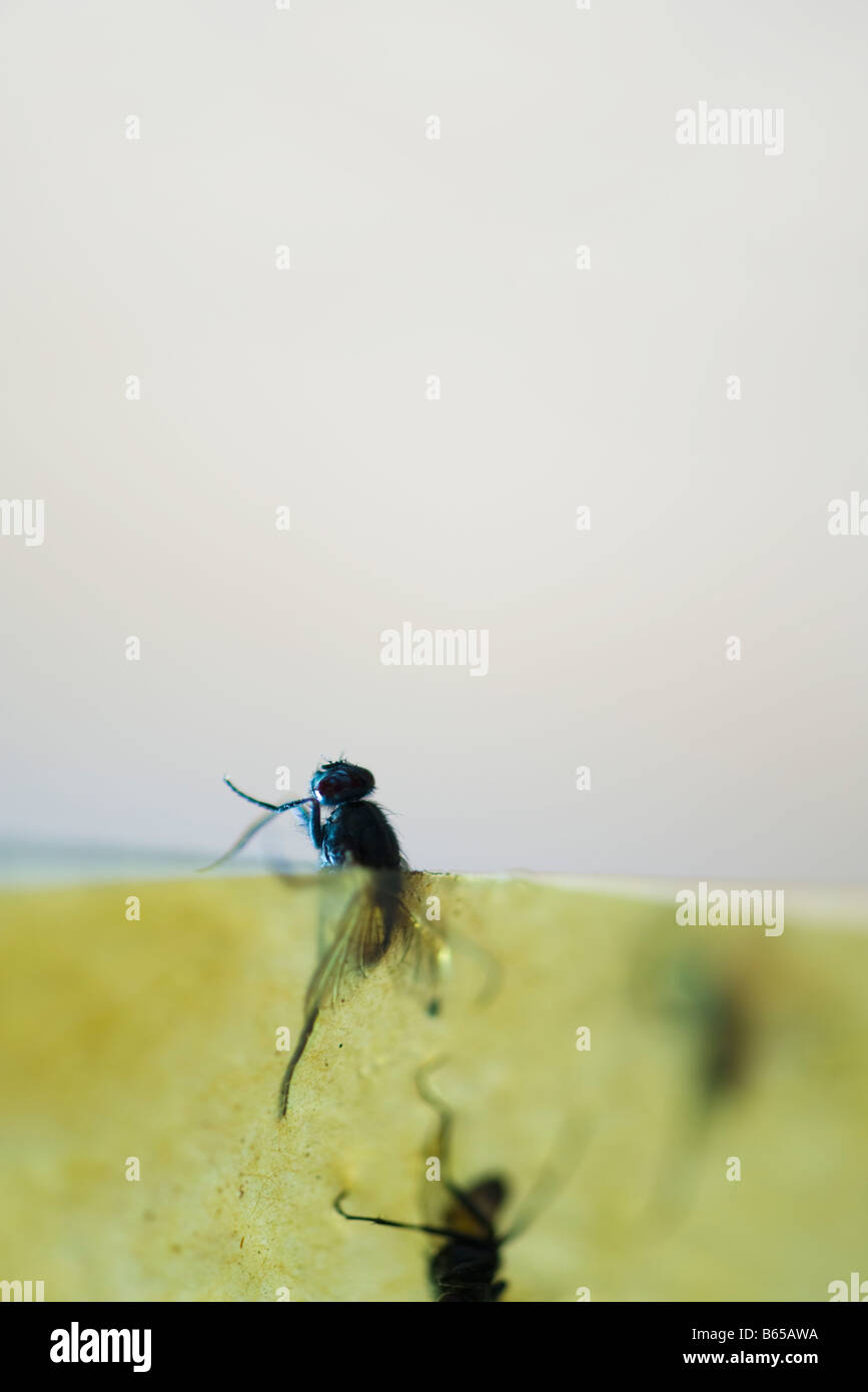 Flies stuck in liquid, close-up Stock Photo - Alamy