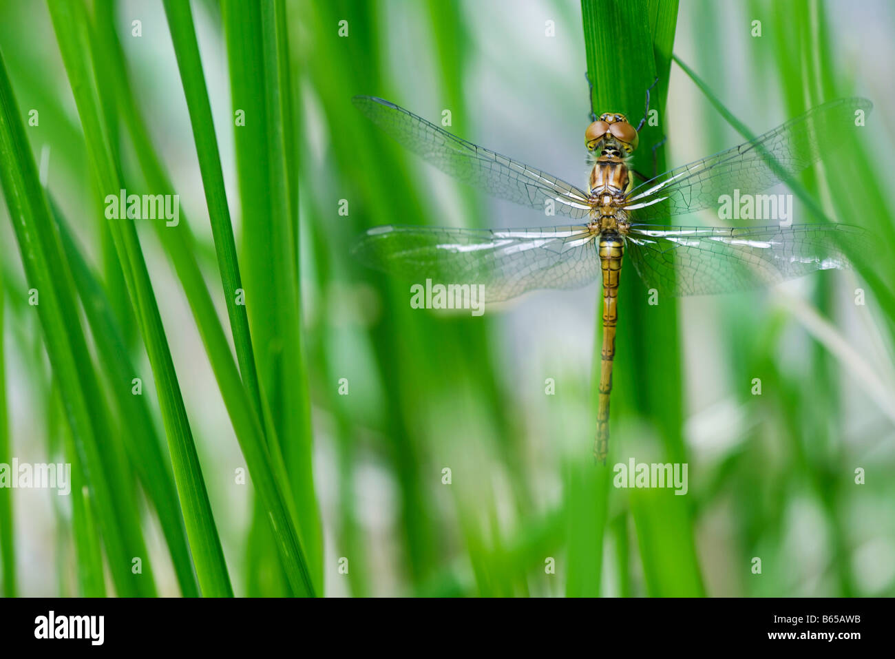 Dragonfly perched on side of stem of plant Stock Photo - Alamy