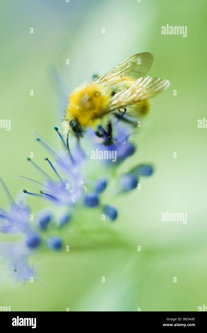 Bumblebee gathering pollen Stock Photo - Alamy