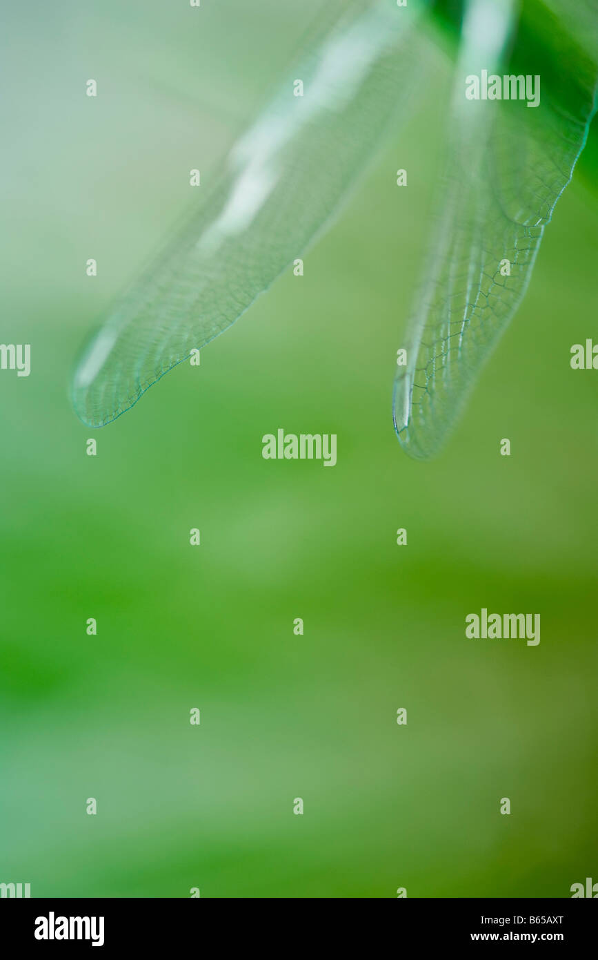 Transparent wings with colour hi-res stock photography and images - Alamy