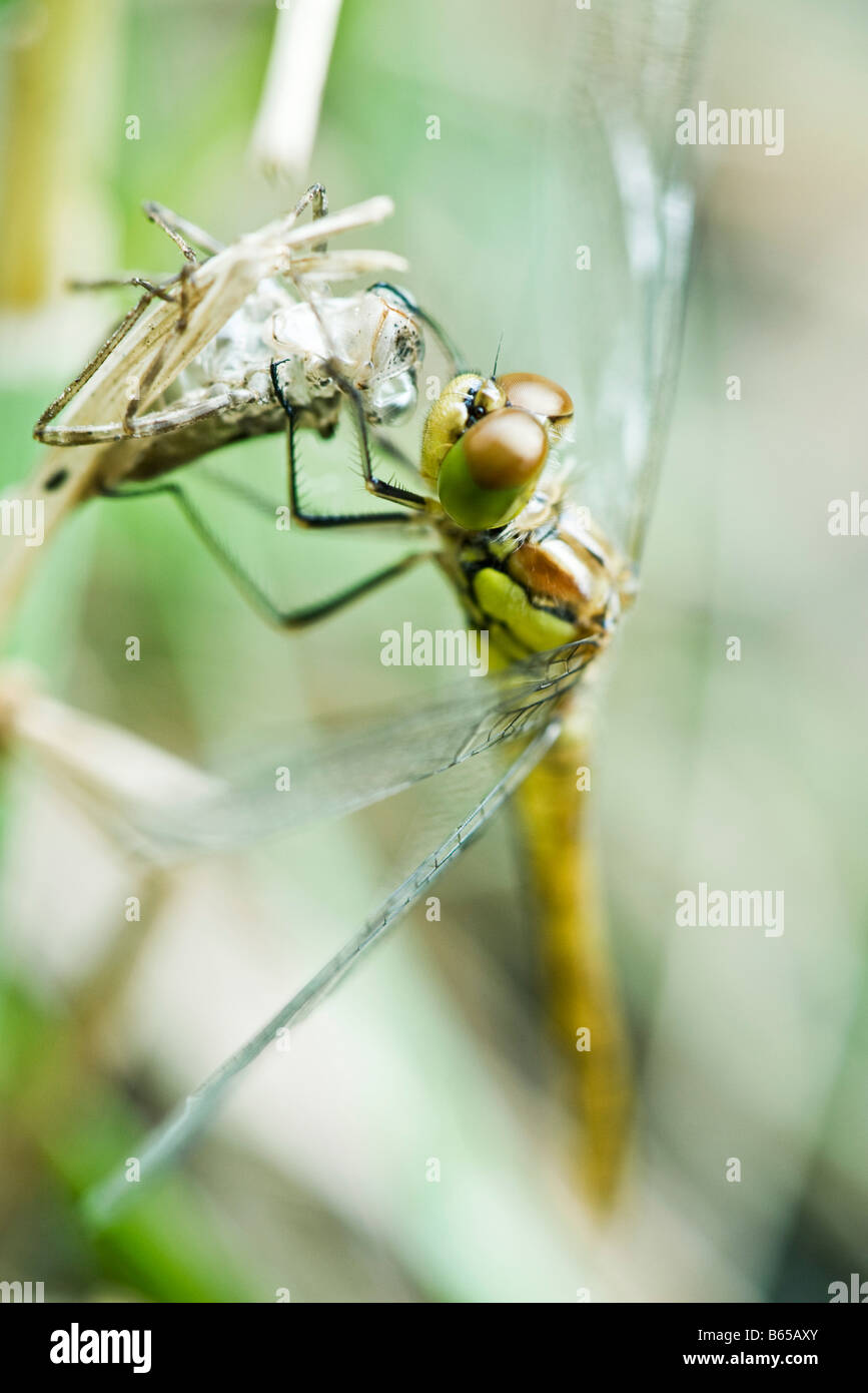 Dragonfly recently emerged from old exoskeleton clinging to empty husk ...