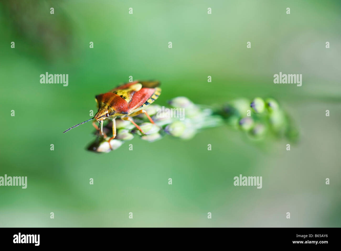 Red Shield bug (carpocoris mediterraneus), nymph crawling on flower bud ...