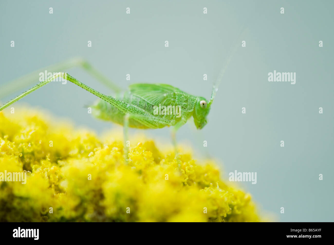Speckled bush cricket nymph hi-res stock photography and images - Alamy