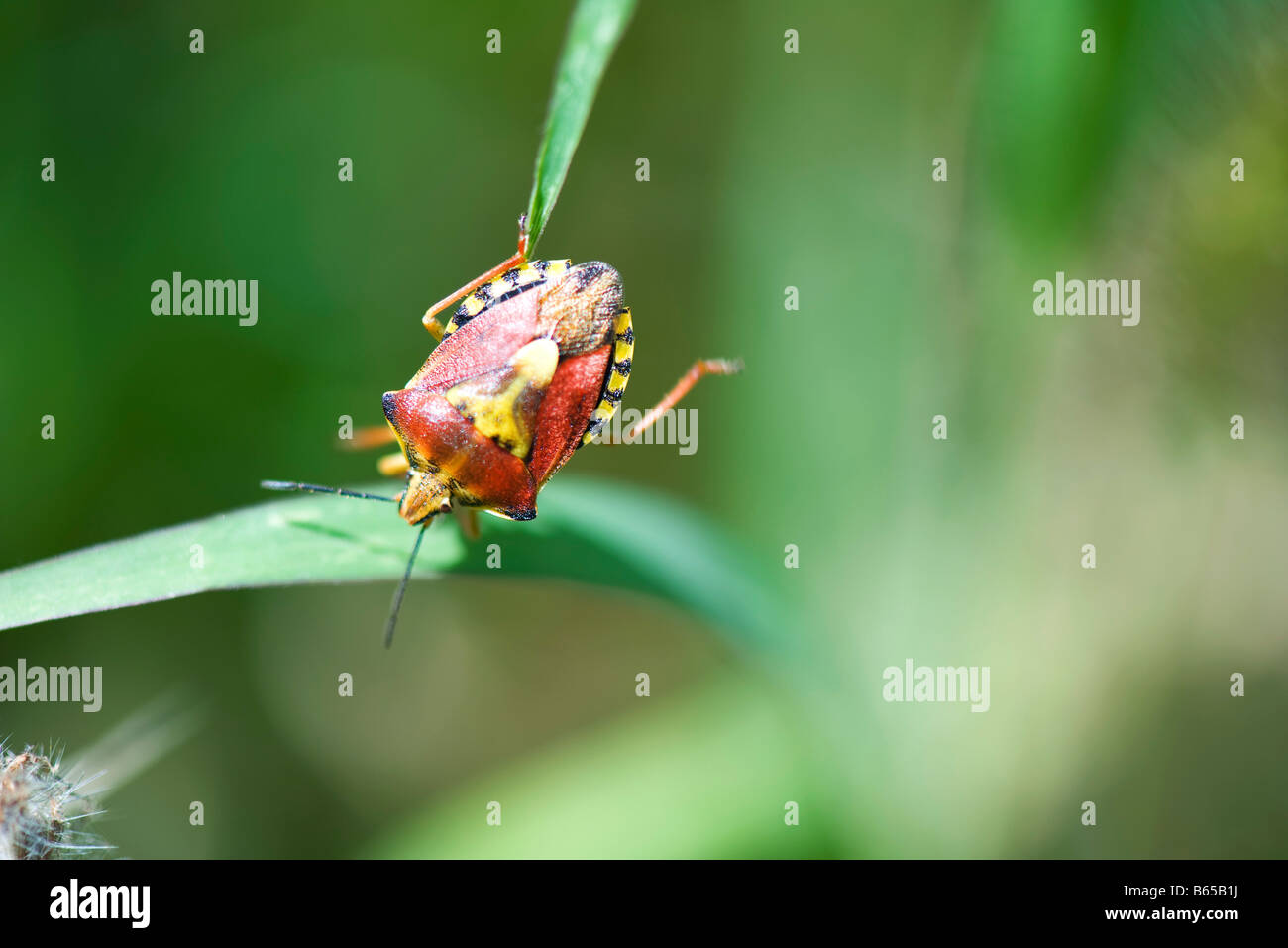 Red shield bug hi-res stock photography and images - Alamy